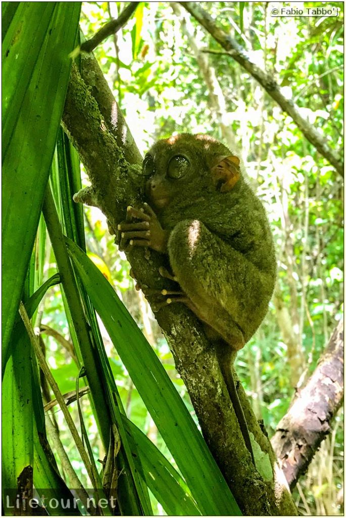Tarsier Sanctuary Page 2 • Fabio’s LifeTour