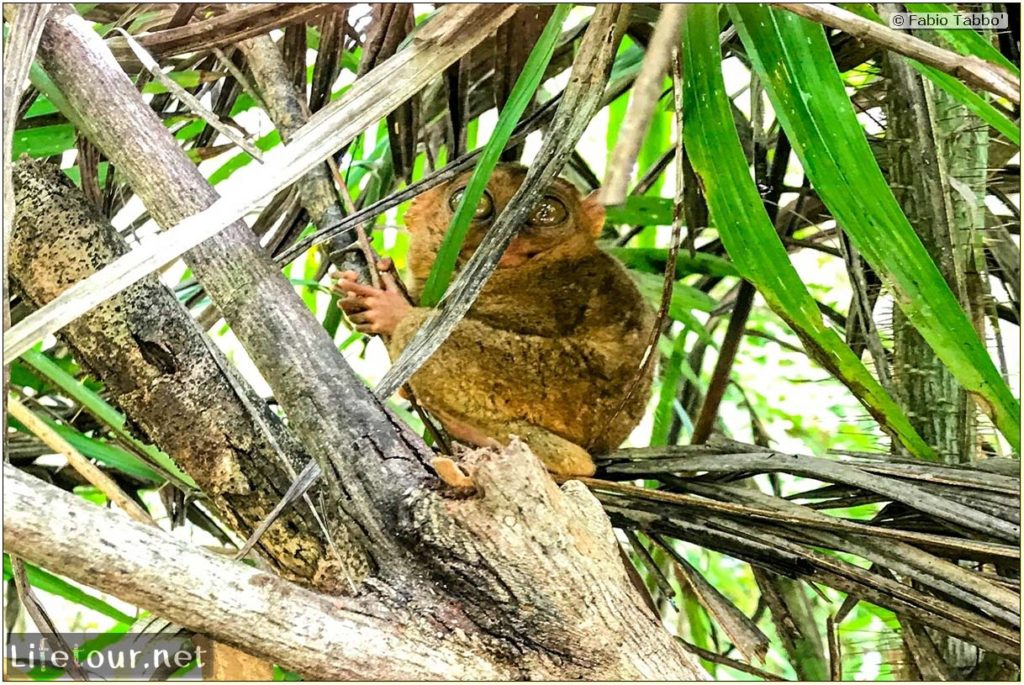 Tarsier Sanctuary • Fabio’s LifeTour